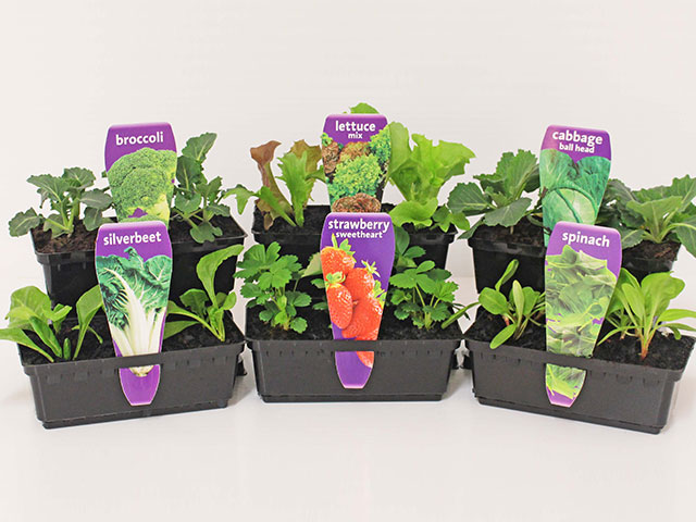 easy-colour-punnet-vegetables3