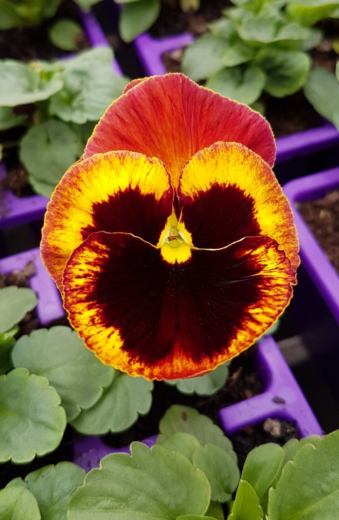 Pansy Fire