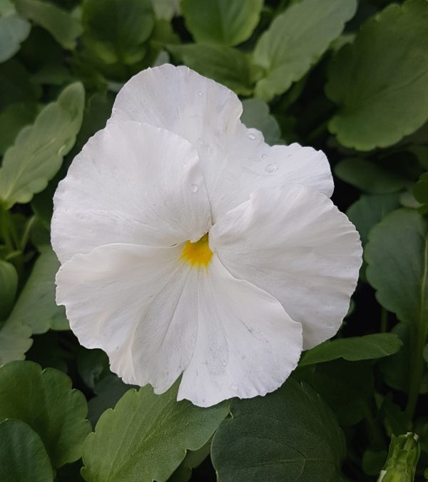 Pansy Clear White