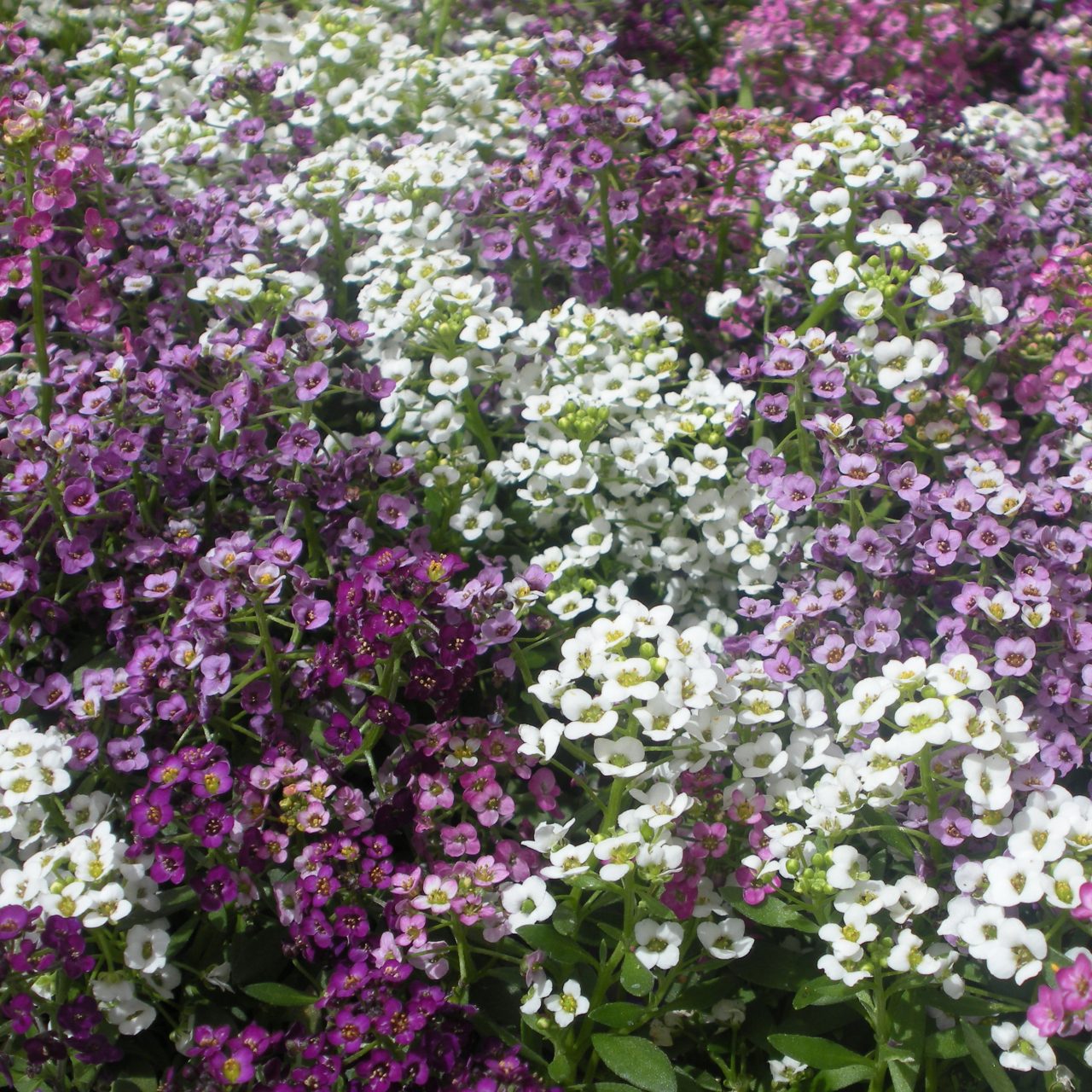 Alyssum Rose