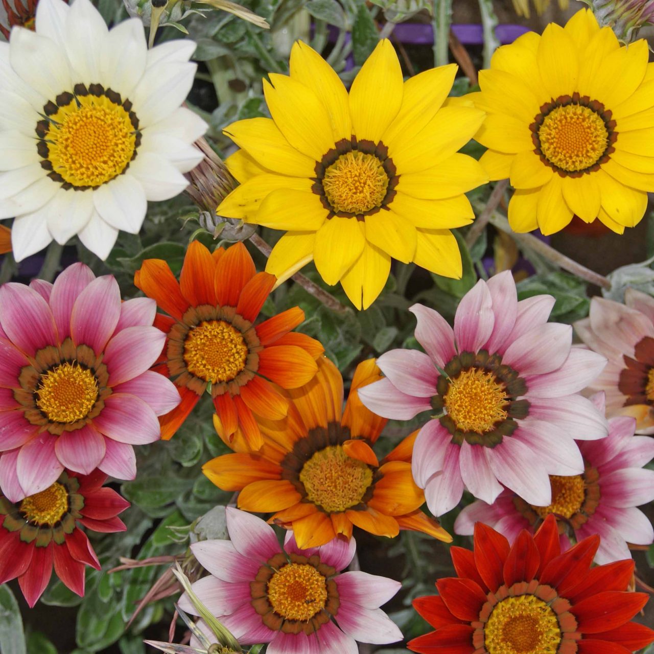 Gazania Silver Mix