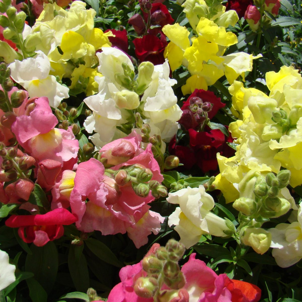 Snapdragon Mix