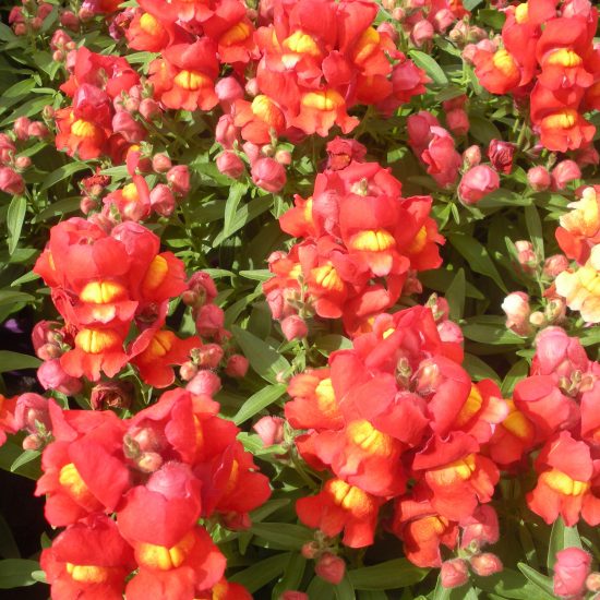 Snapdragon Sunset