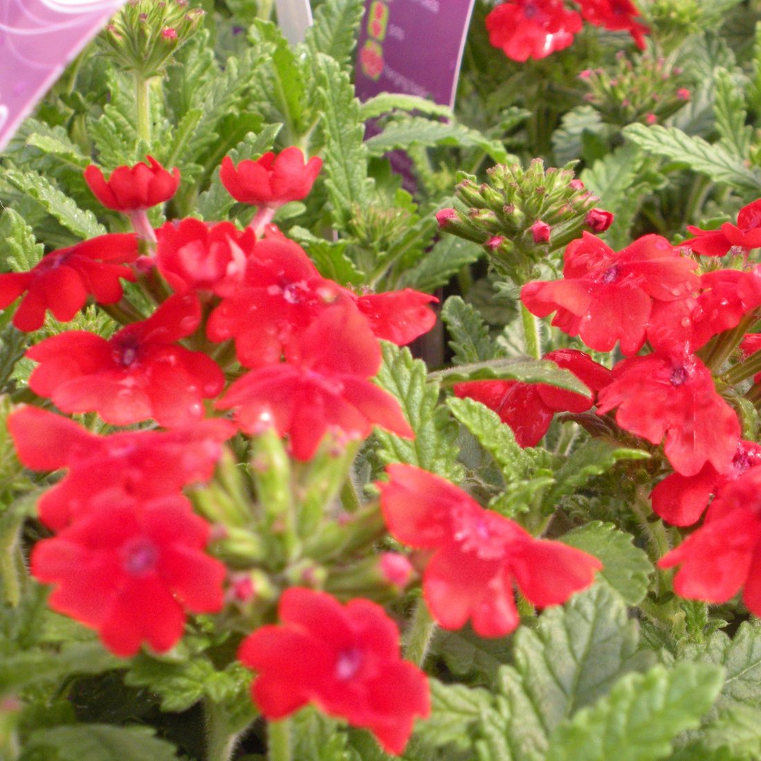 Verbena Red
