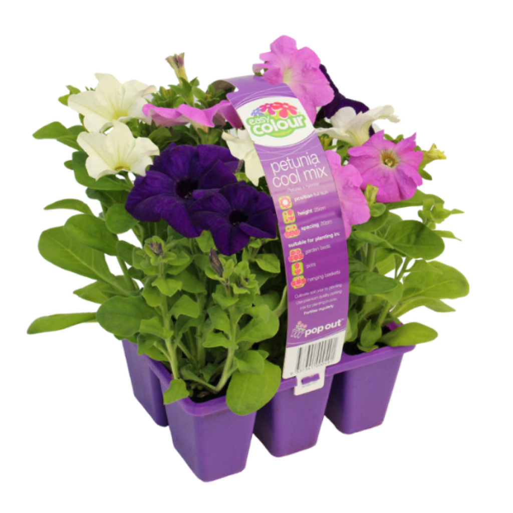 Petunia Cool Mix
