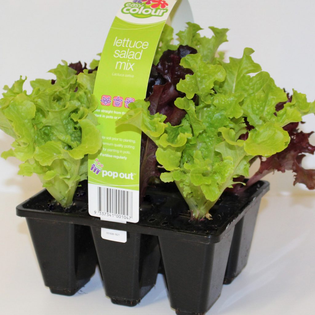 Lettuce Salad Mix