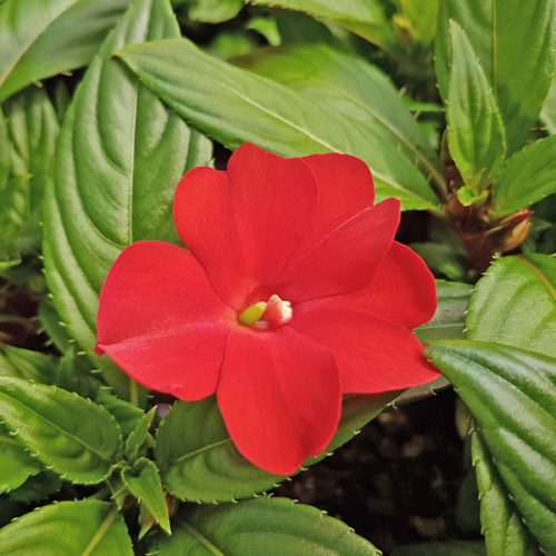 Impatiens New Guinea Red
