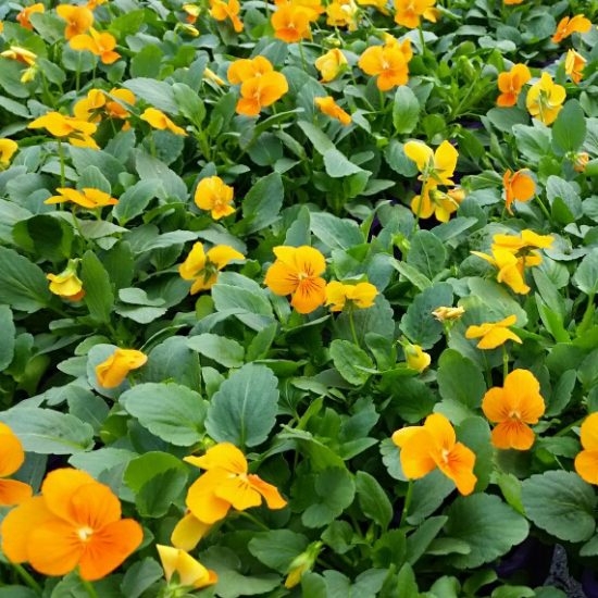 Viola Orange
