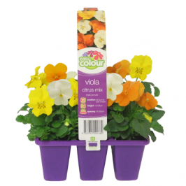 Viola Citrus