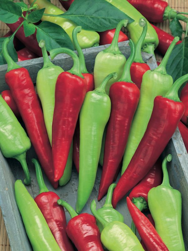 Chilli Super Hot