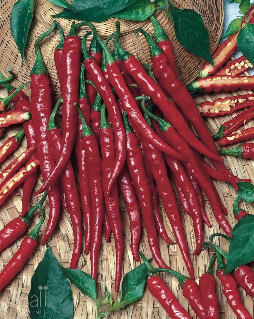 Chilli Red Hot Cayenne