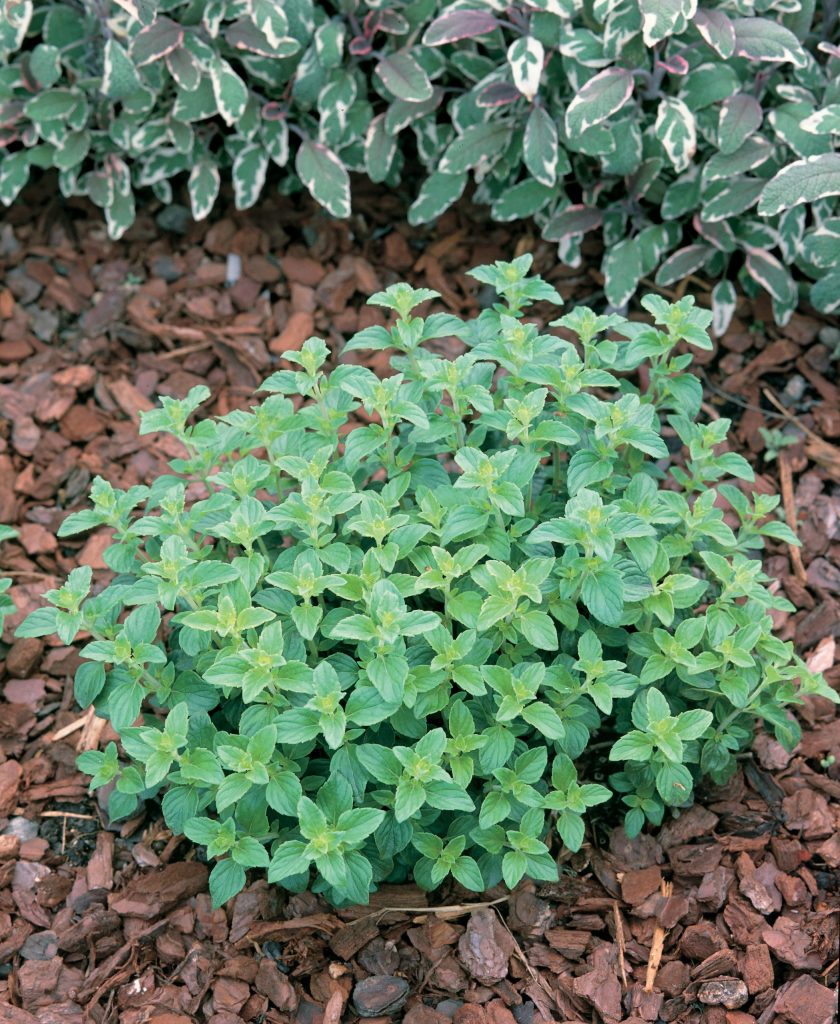 Oregano