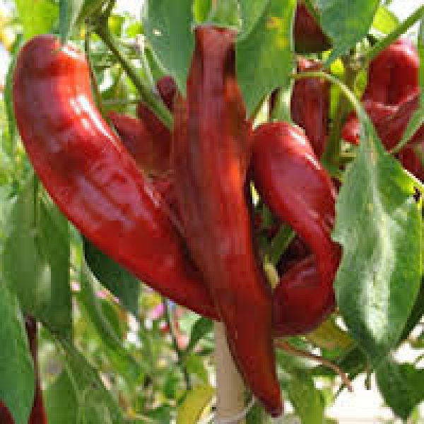 Chilli Big