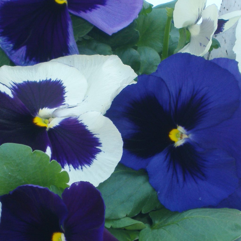 Pansy Cool Mix