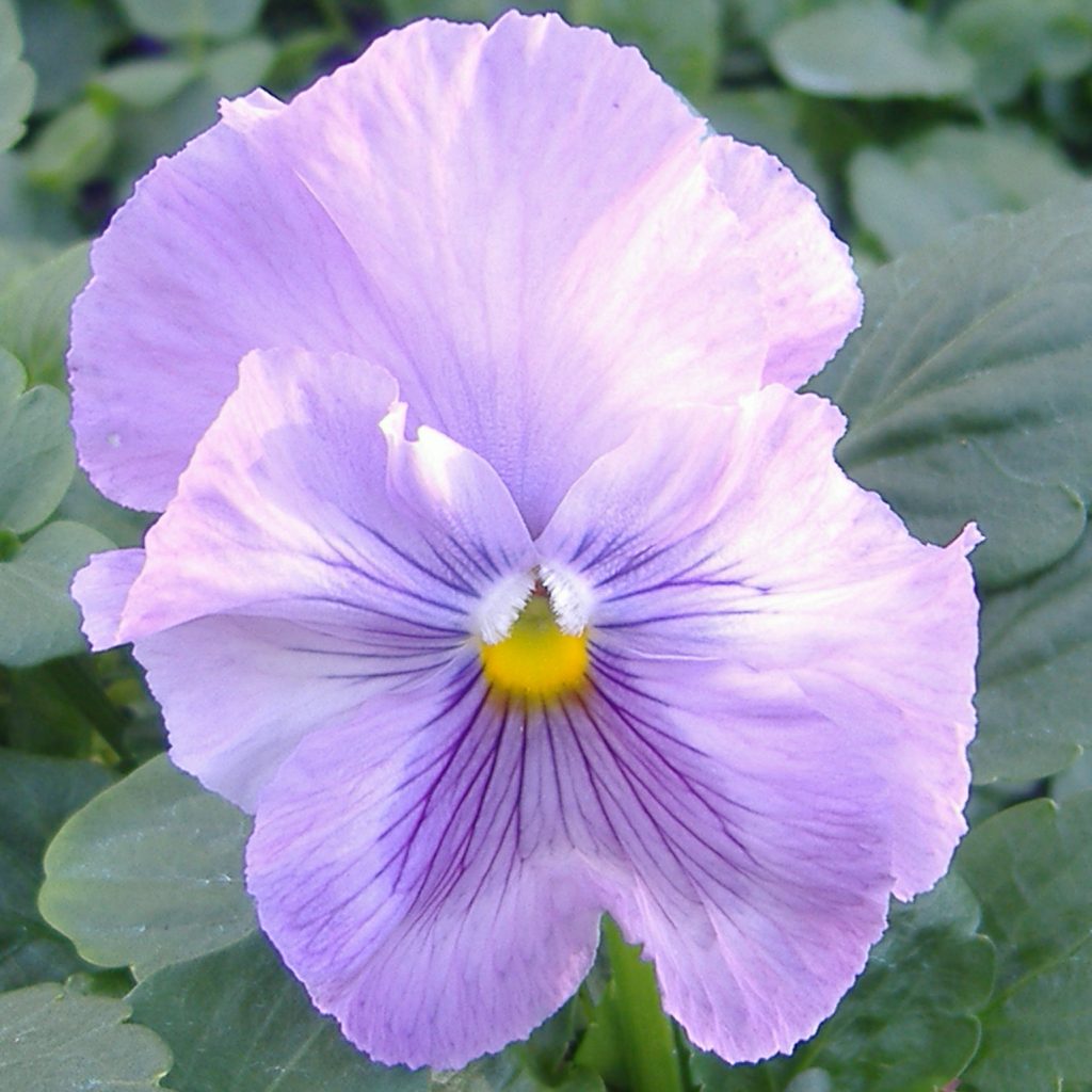 Pansy Lavender Shades