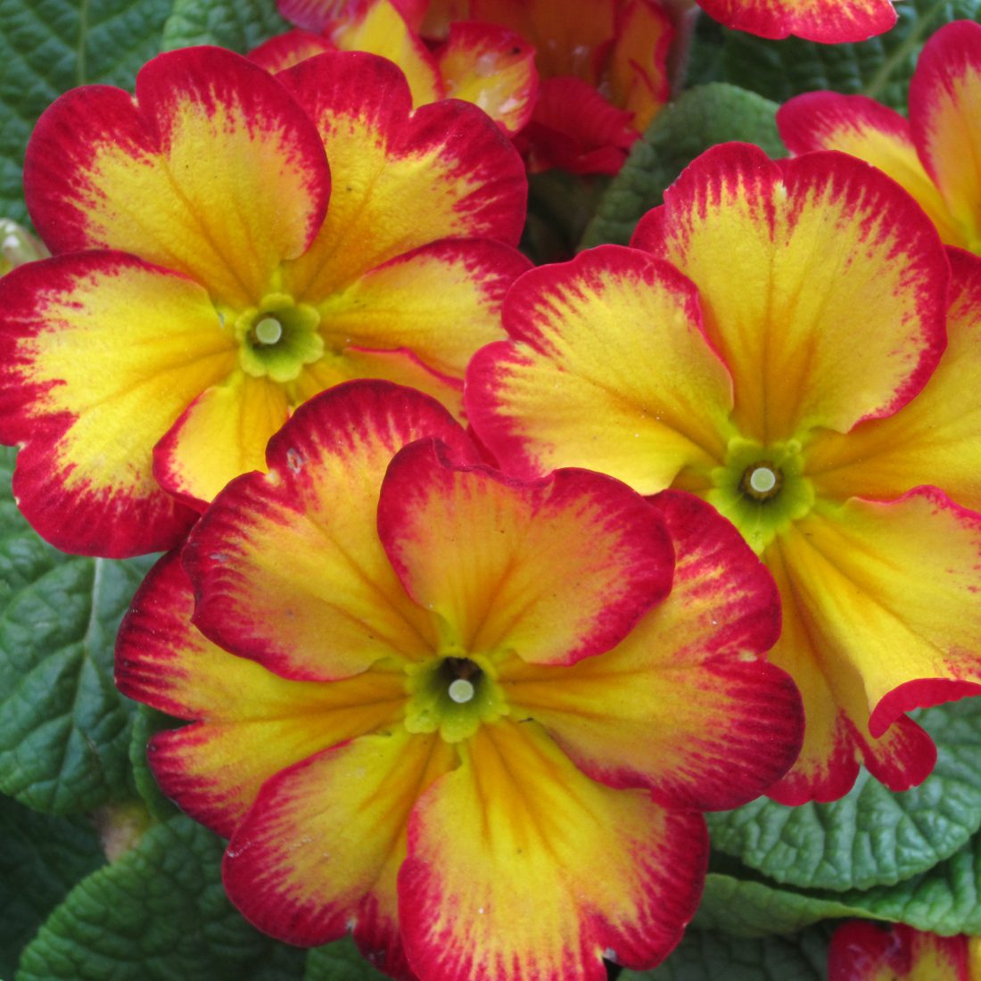 Primrose Fire (4 Cell)