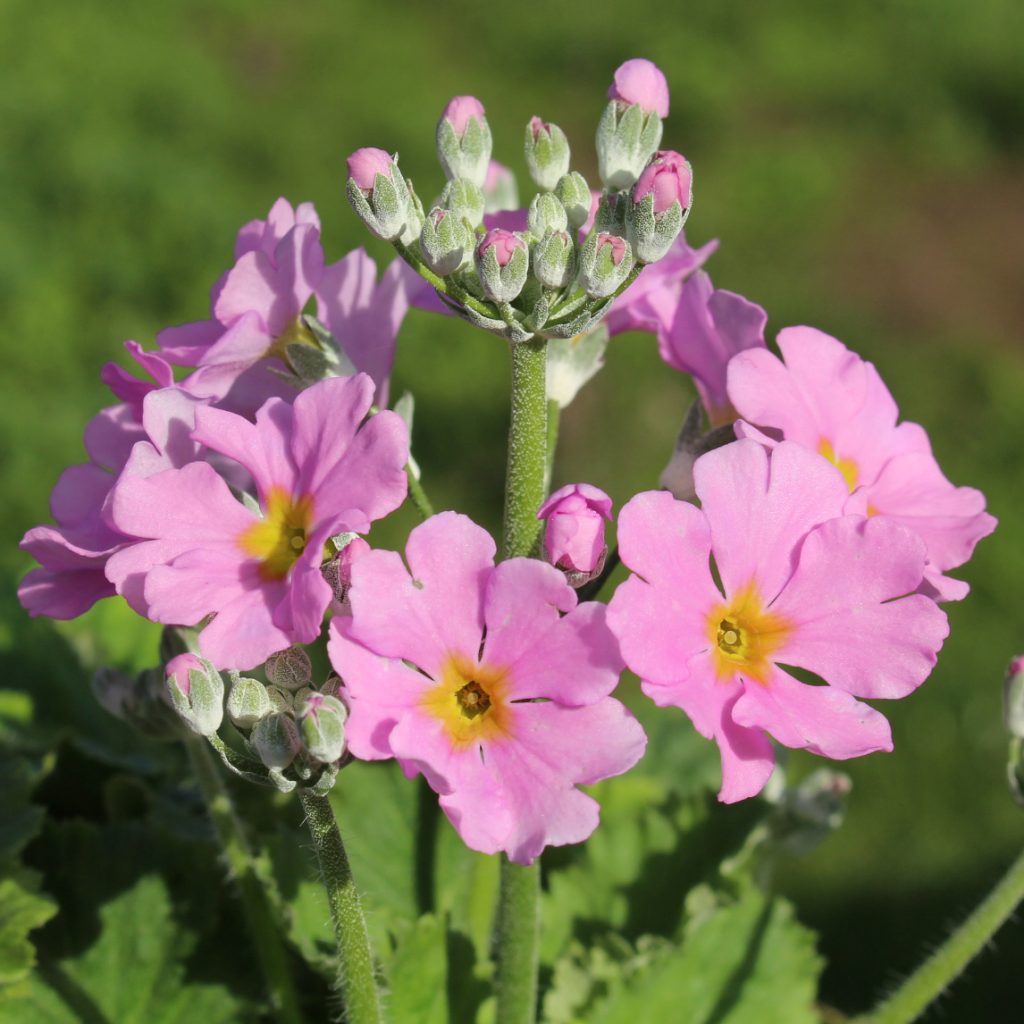 Primula Pink (4 Cell)