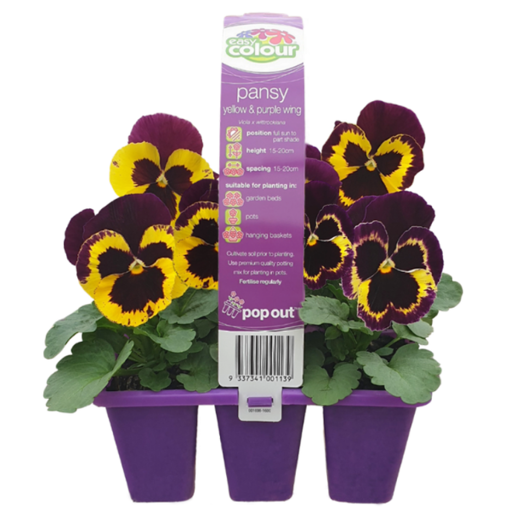 Pansy Yellow