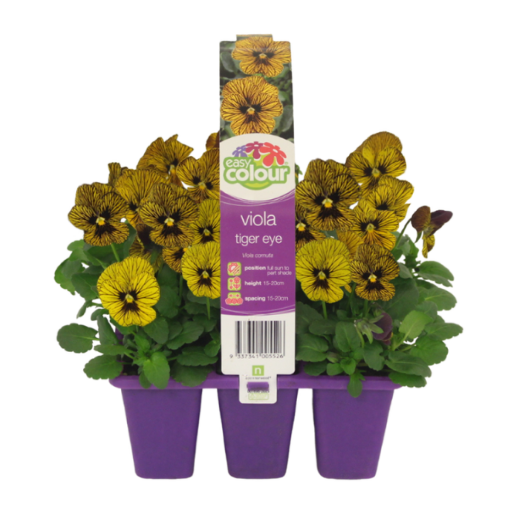 Viola Tiger Eye