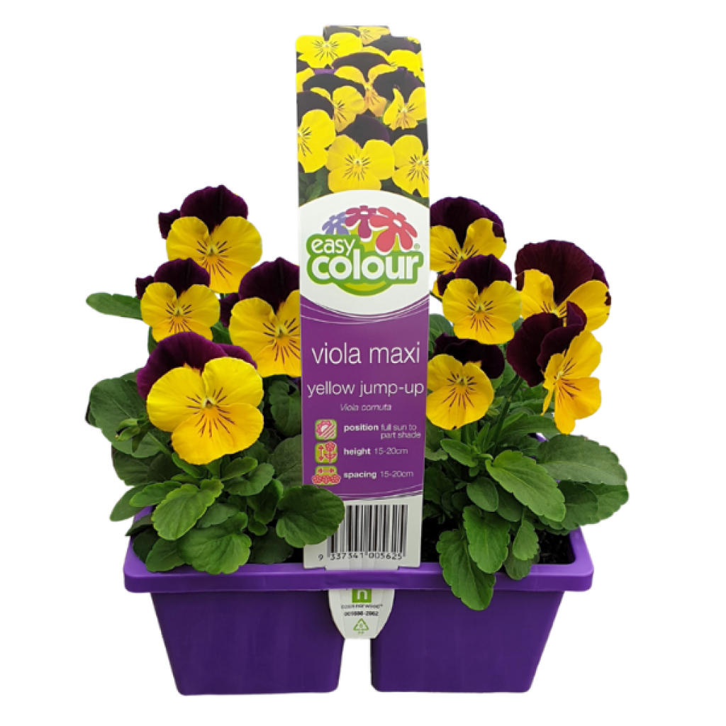 Viola Maxi Purple Glow