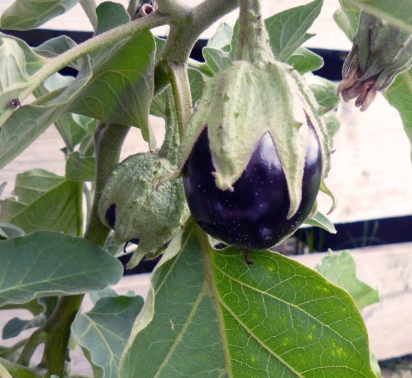 Eggplant Market Supreme