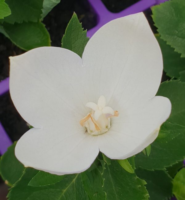 Platycodon White