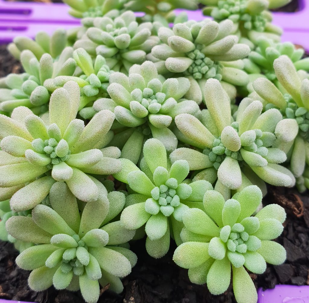 Sedum Lizard