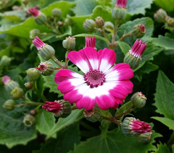 Punnet Flowers | Annuals & Perennials | Easy Colour