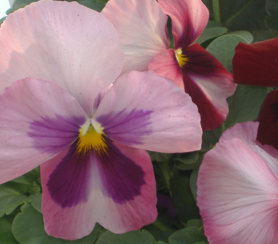 Punnet Flowers | Annuals & Perennials | Easy Colour