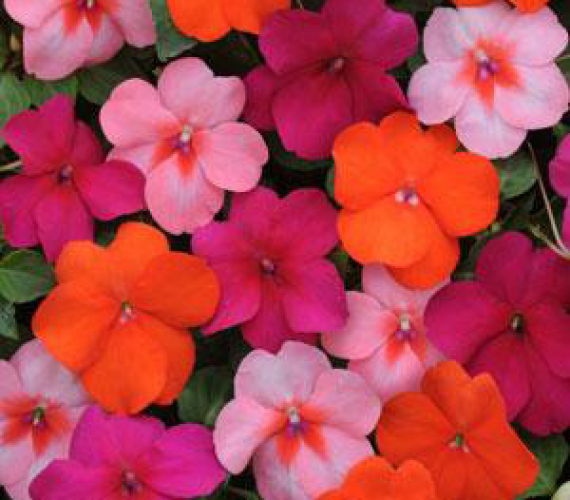 Punnet Flowers | Annuals & Perennials | Easy Colour