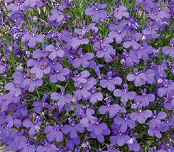 Punnet Flowers | Annuals & Perennials | Easy Colour