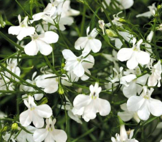 Punnet Flowers | Annuals & Perennials | Easy Colour