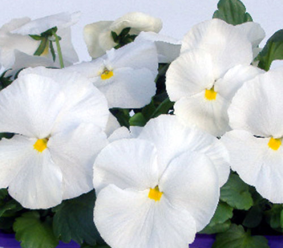 Punnet Flowers | Annuals & Perennials | Easy Colour