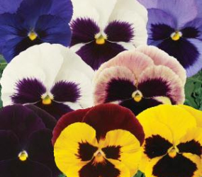 Punnet Flowers | Annuals & Perennials | Easy Colour