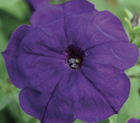 Punnet Flowers | Annuals & Perennials | Easy Colour