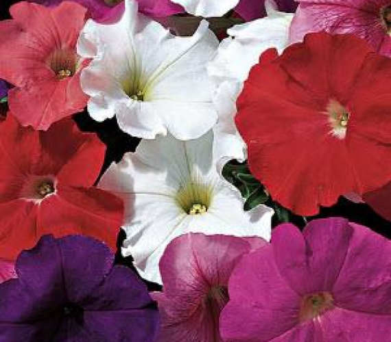 Punnet Flowers | Annuals & Perennials | Easy Colour