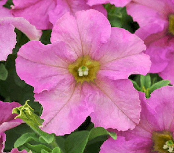 Punnet Flowers | Annuals & Perennials | Easy Colour