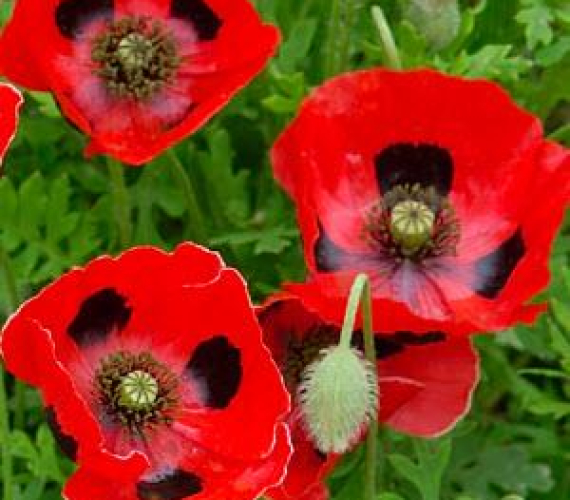 Punnet Flowers | Annuals & Perennials | Easy Colour