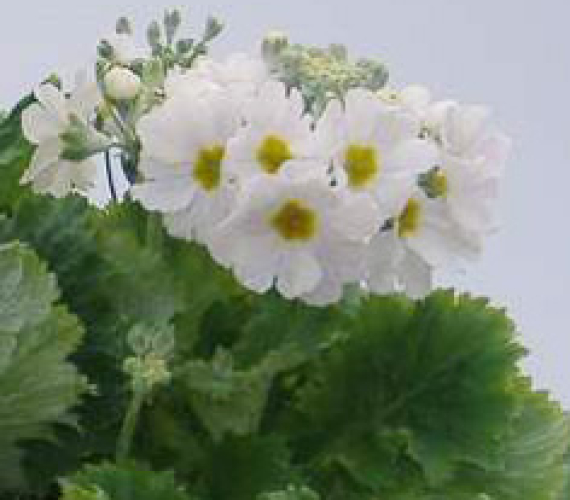 Punnet Flowers | Annuals & Perennials | Easy Colour