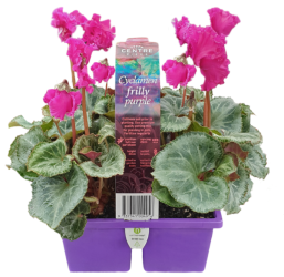 Cyclamen Snowridge Purple