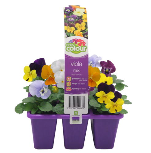 Viola Archives - Page 2 of 2